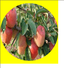 Silverlight入门学习（20）_php 使用silverlight-CSDN博客